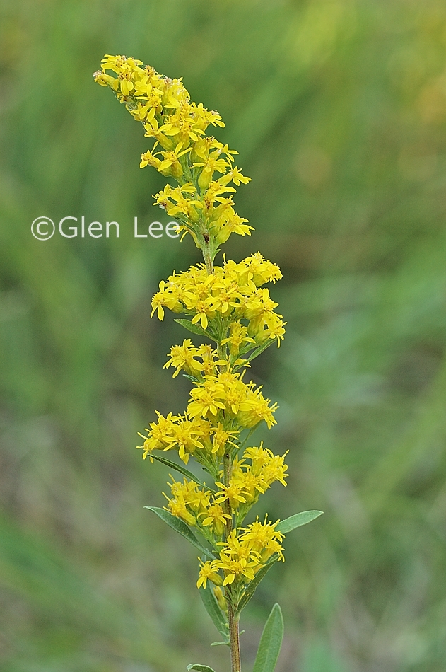 Solidago simplex photos Saskatchewan Wildflowers